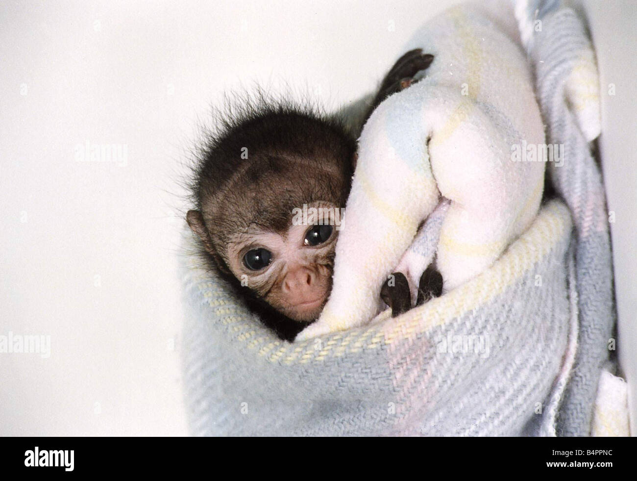 Black Spider Monkey Pedro at Colchester Zoo circa 1994 Stock Photo - Alamy