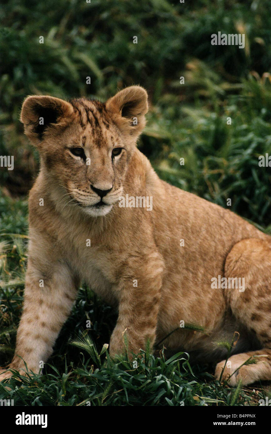 Lion Cub circa 1994 Stock Photo - Alamy