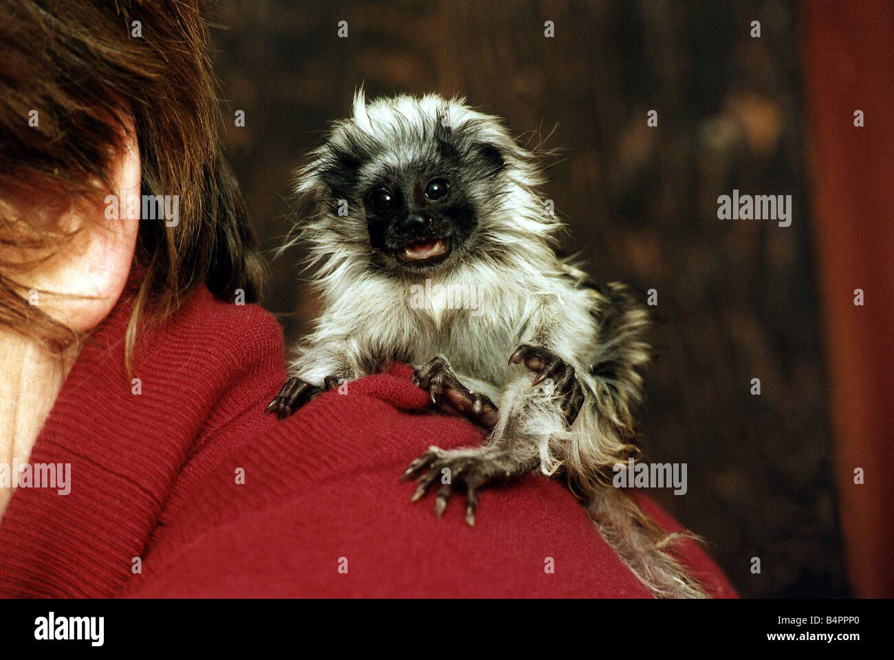 Animals Monkeys Tamarind Monkey circa 1994 Stock Photo - Alamy