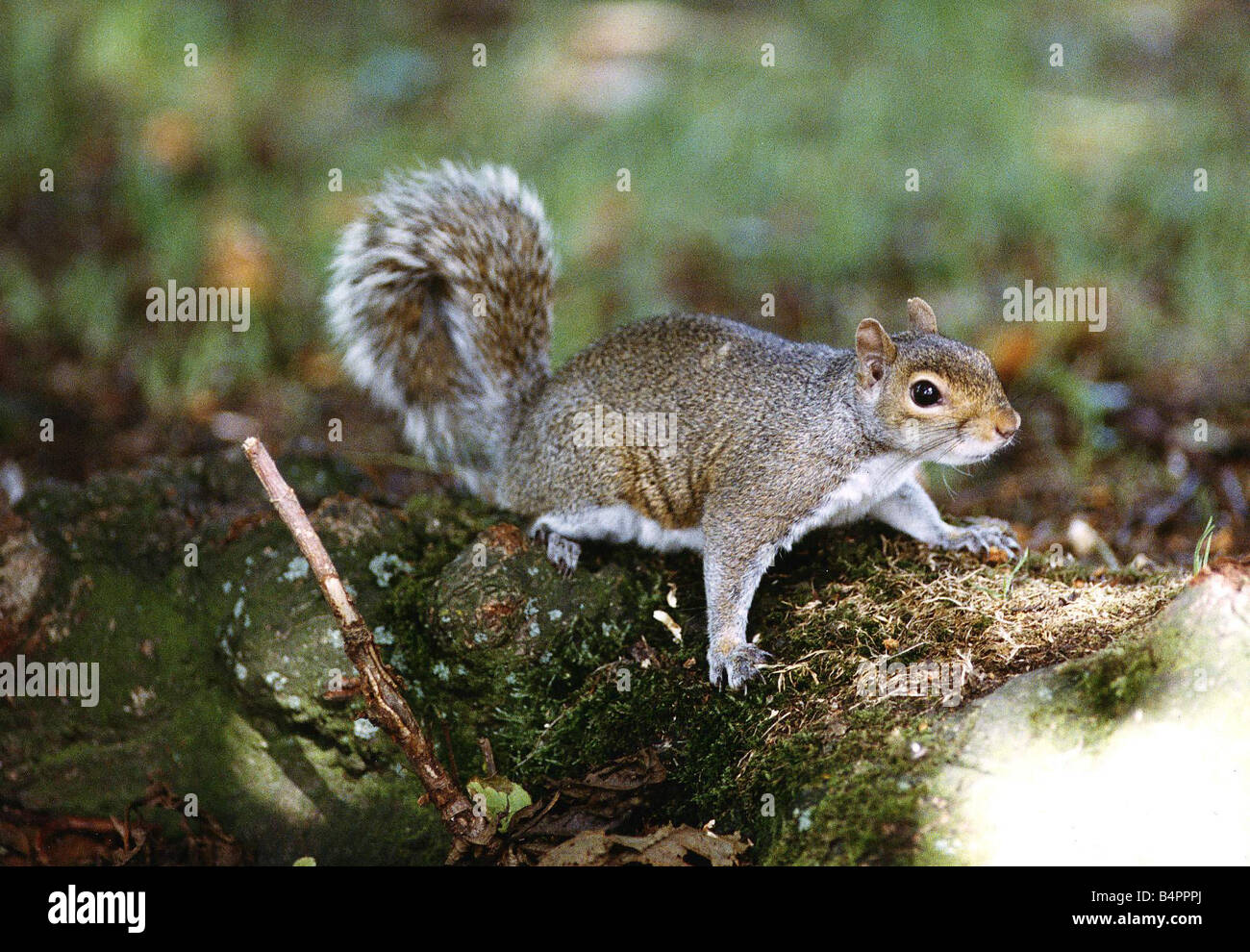 Squirrel on a log February 1993 Stock Photo - Alamy