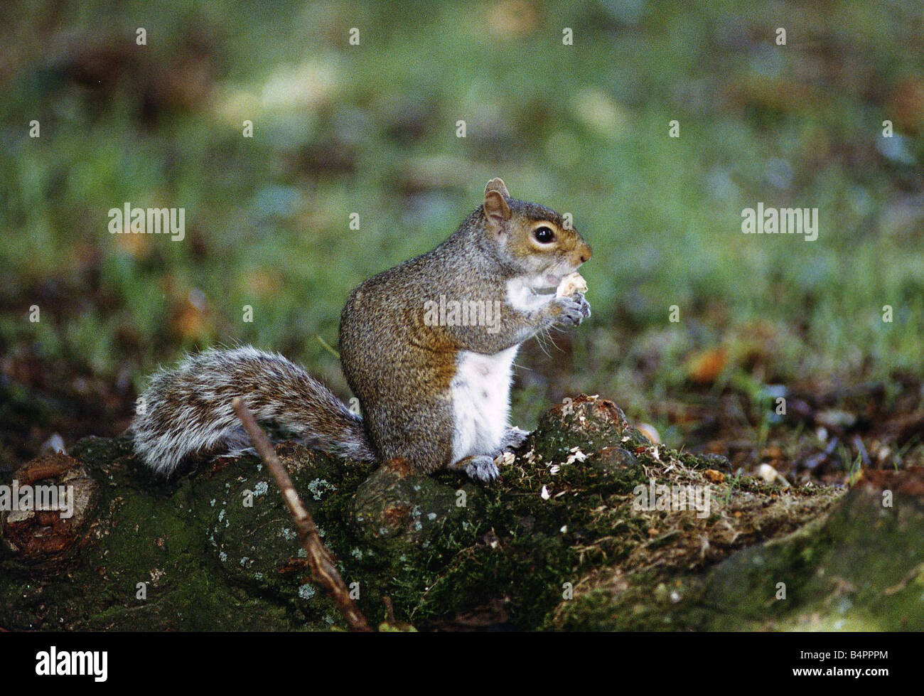 Squirrel on a log February 1993 Stock Photo - Alamy