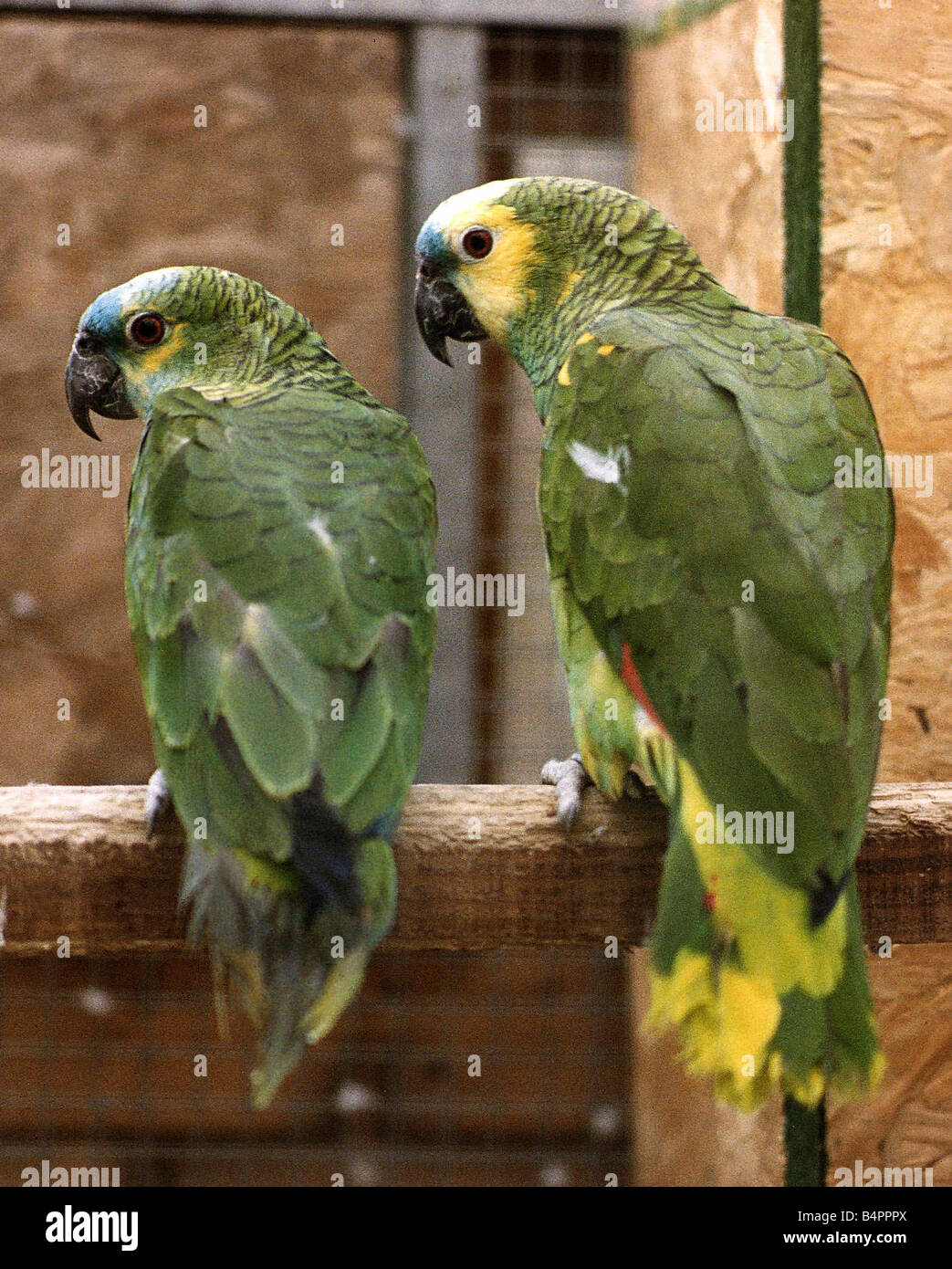 Amazon Parrots circa 1995 Stock Photo - Alamy