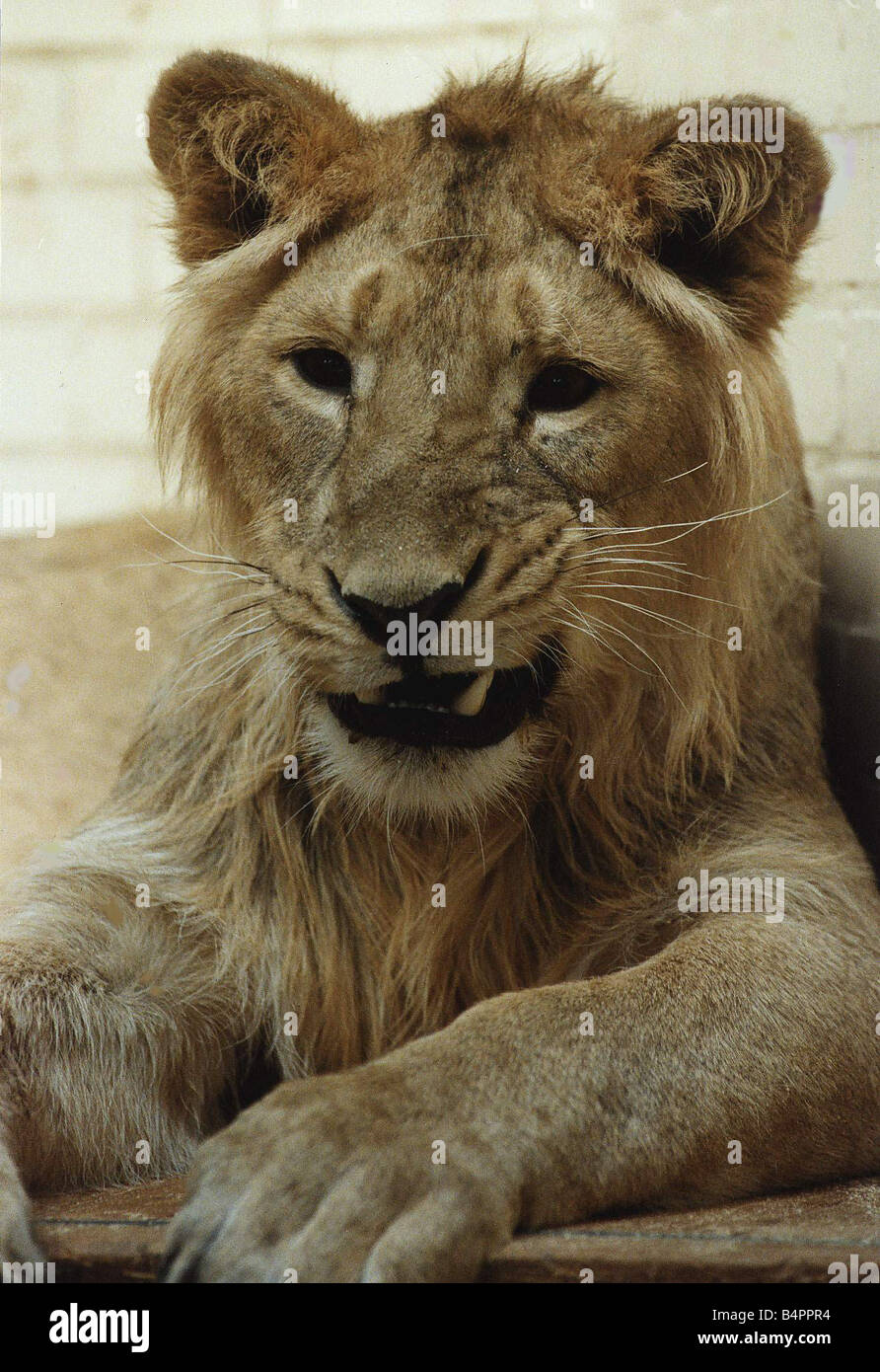 Jake the Lion circa 1991 Stock Photo - Alamy