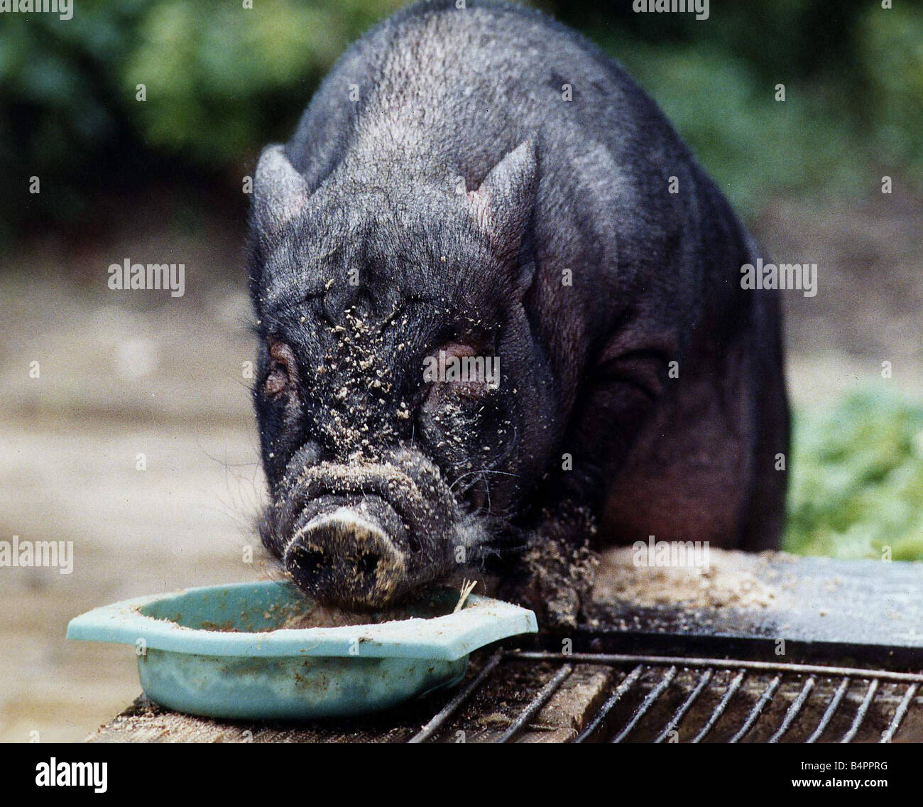 Paxo the Pig eating from a bowl circa 1990 Stock Photo - Alamy