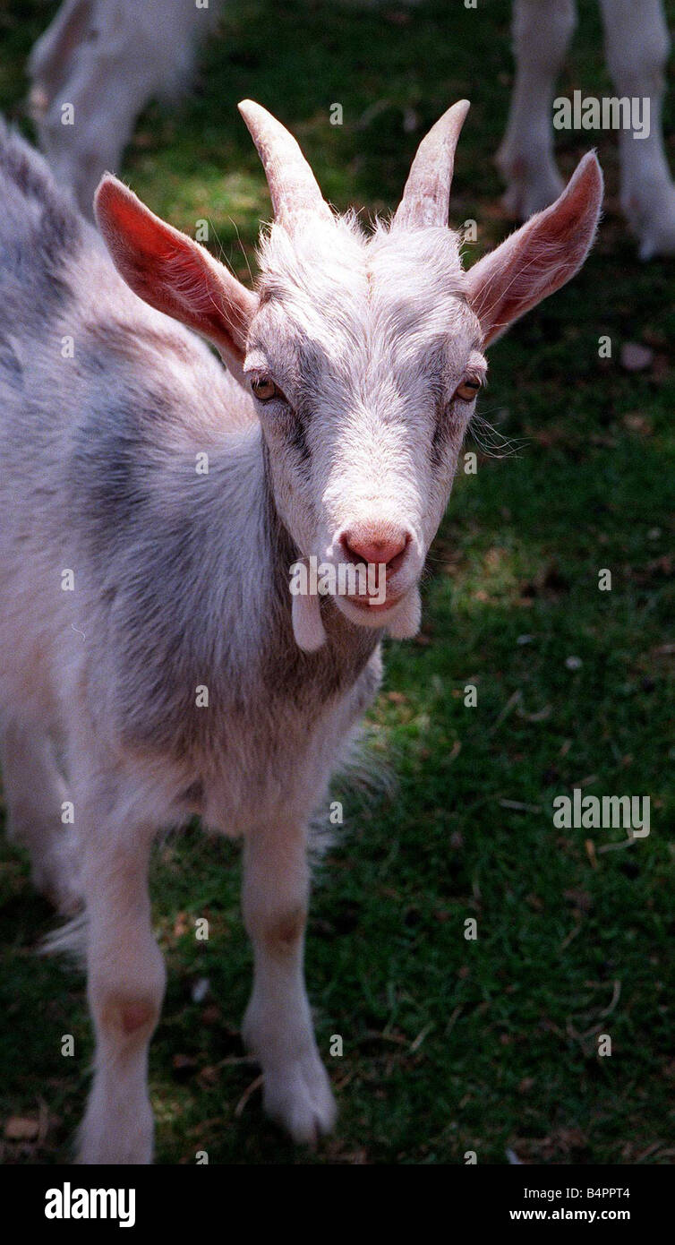 Rare breeds goats hi-res stock photography and images - Alamy
