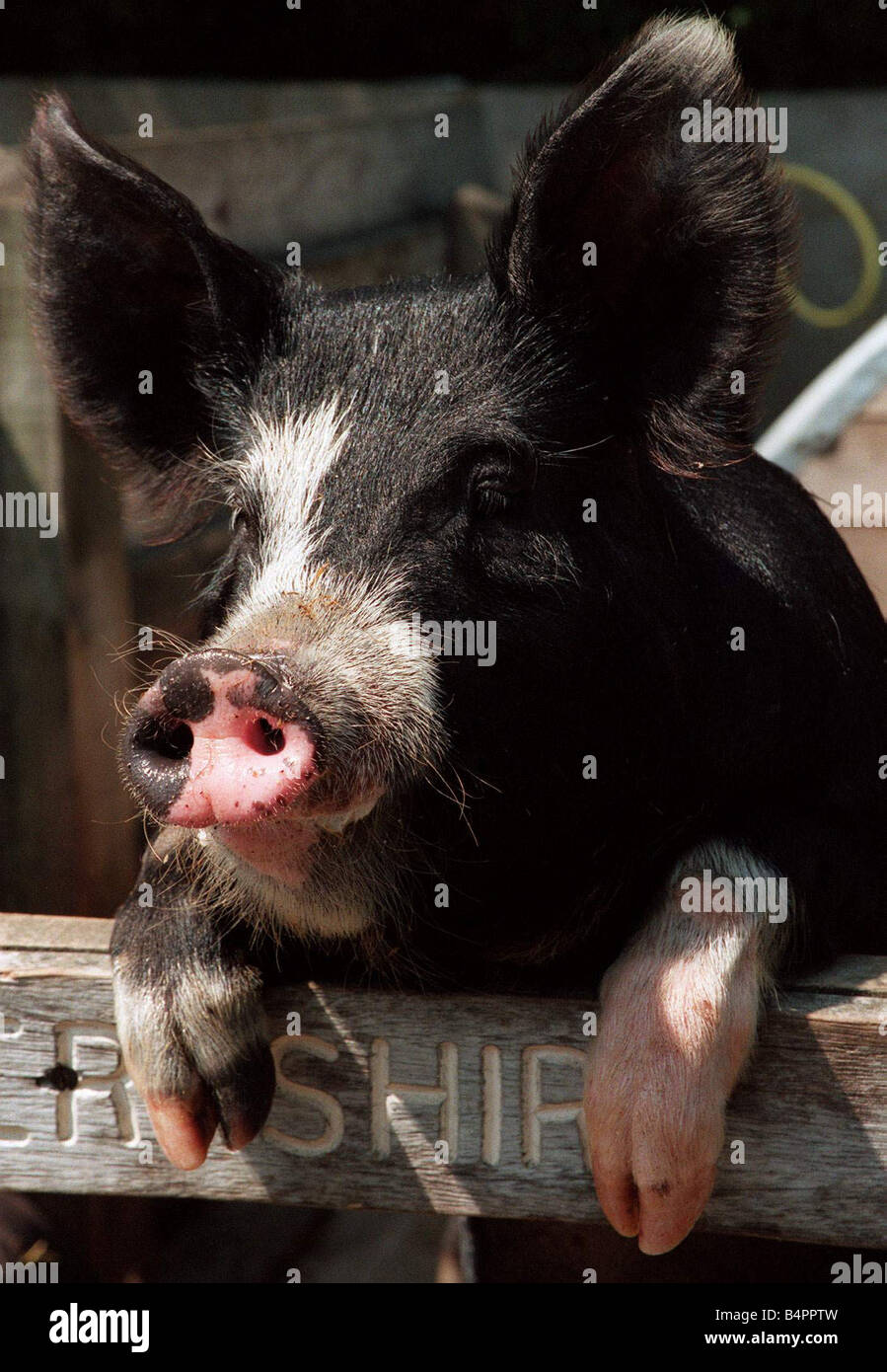 Berkshire pig rare breeds at Aldenham Country Park July 1996 Stock ...