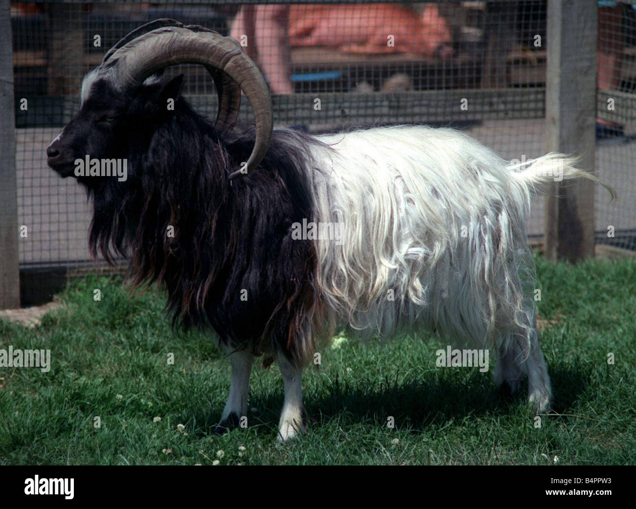 Bagot Goat Ram rare breed at Aldenham Country Park July 1996 Stock ...