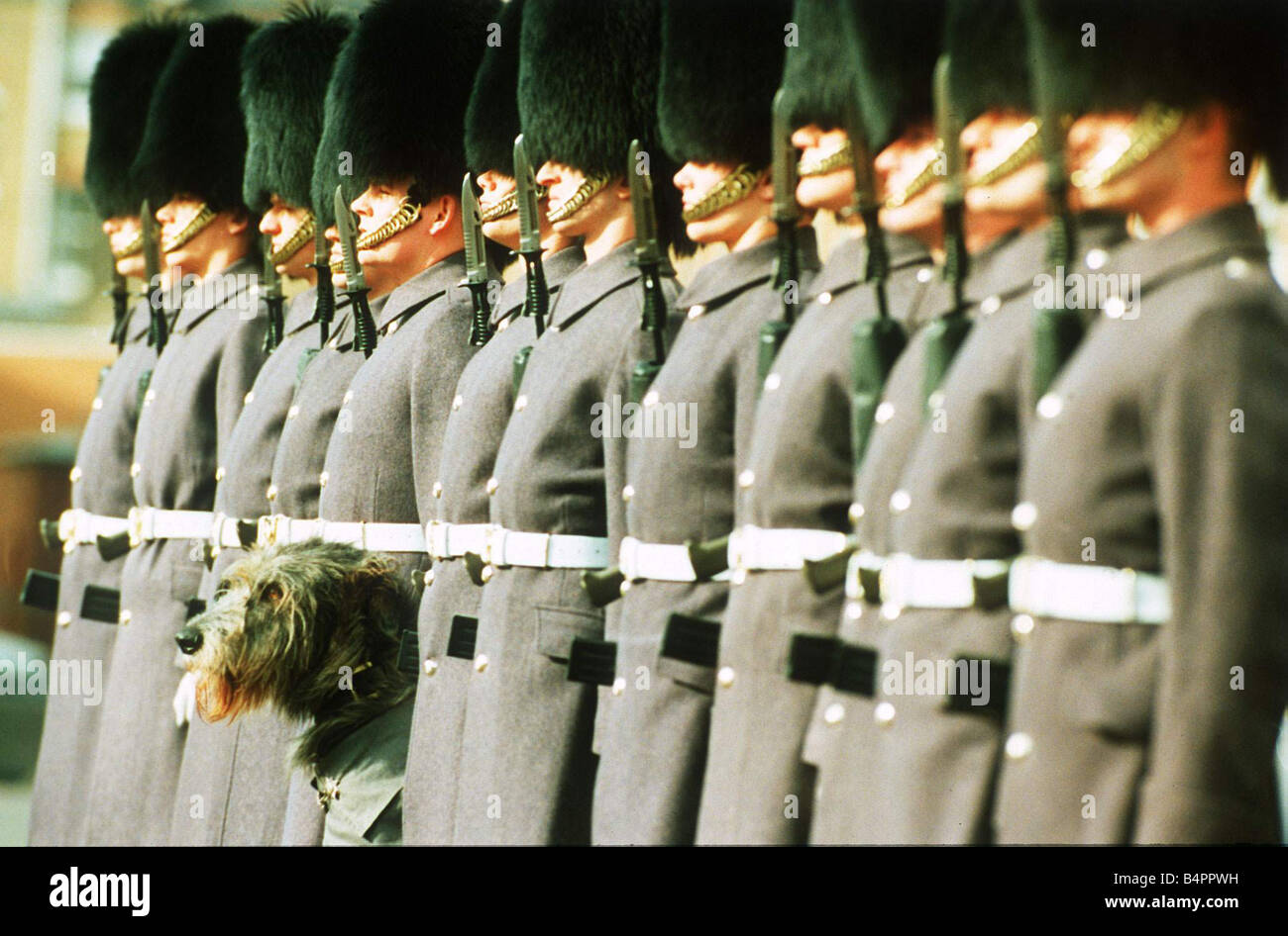 Malachy the Irish Wolfhound mascot of the Irish Guards parades with ...