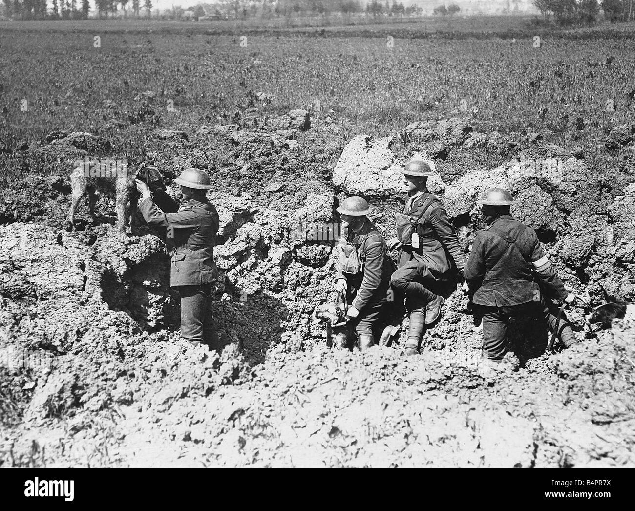 A messenger dog carrying orders arrives at a trench occupied by British ...