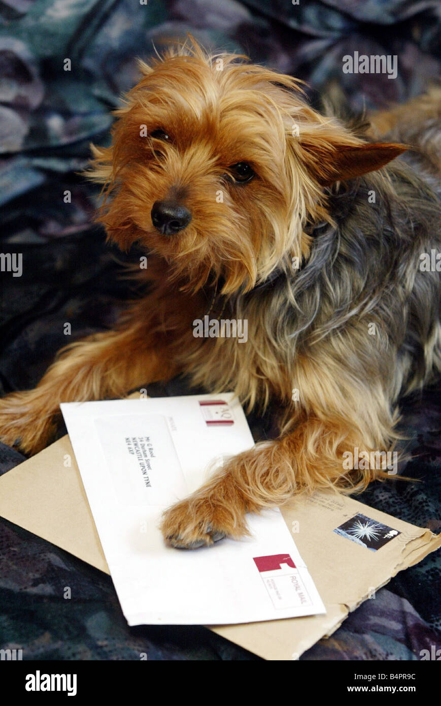 Postal dog hi-res stock photography and images - Alamy