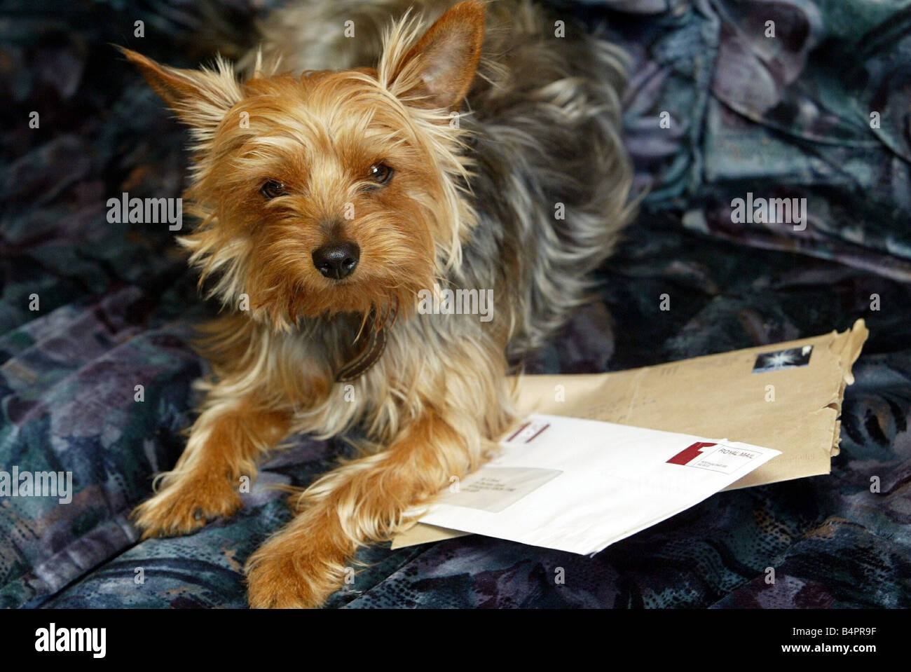Postal dog hi-res stock photography and images - Alamy