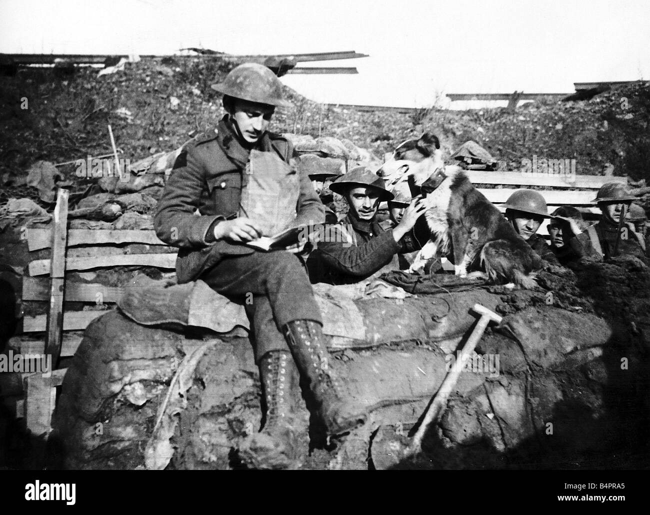 Trench messenger dog after delivering a message to a British trench on ...