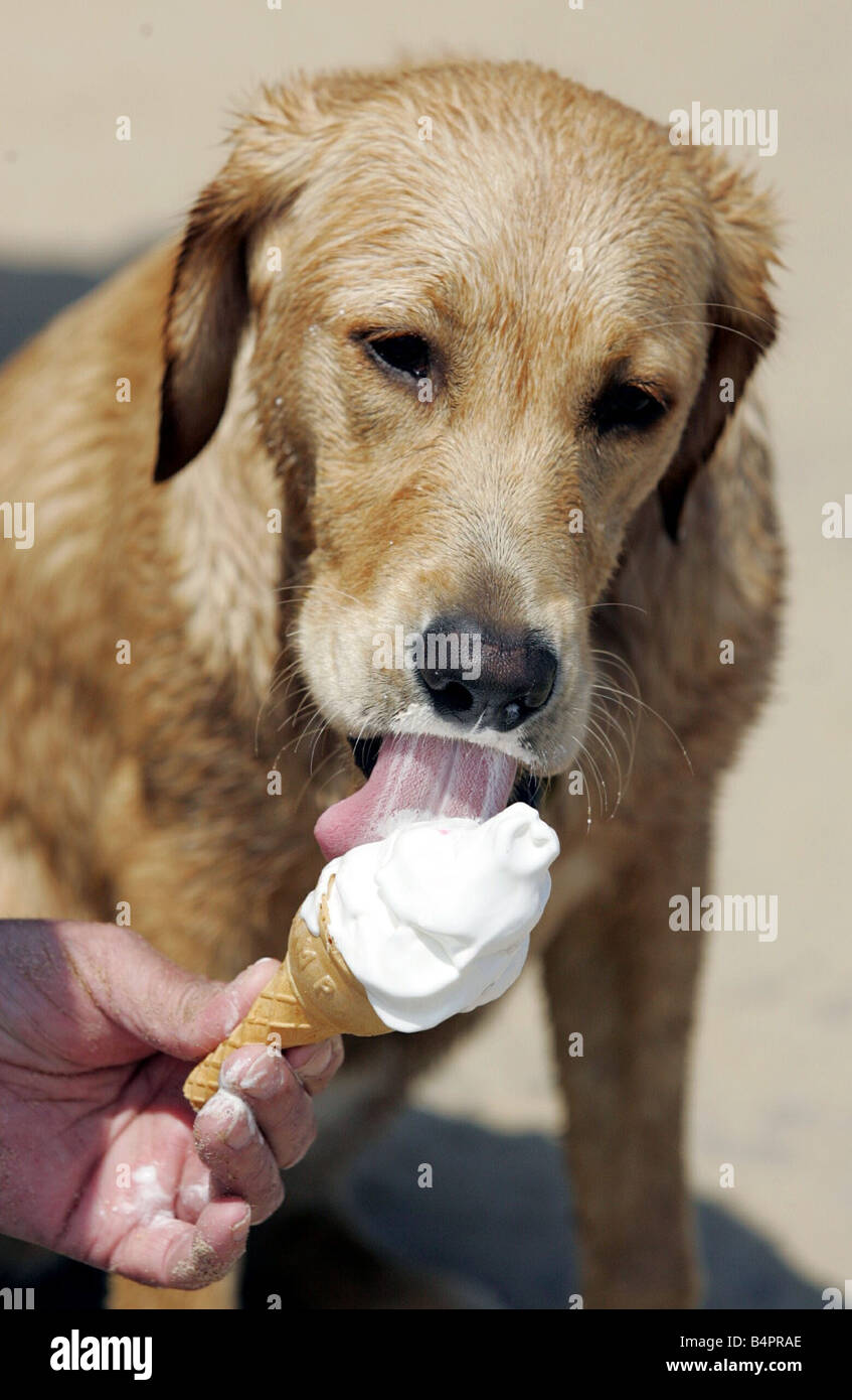 Dog A Labrador licks an ice cream Stock Photo - Alamy