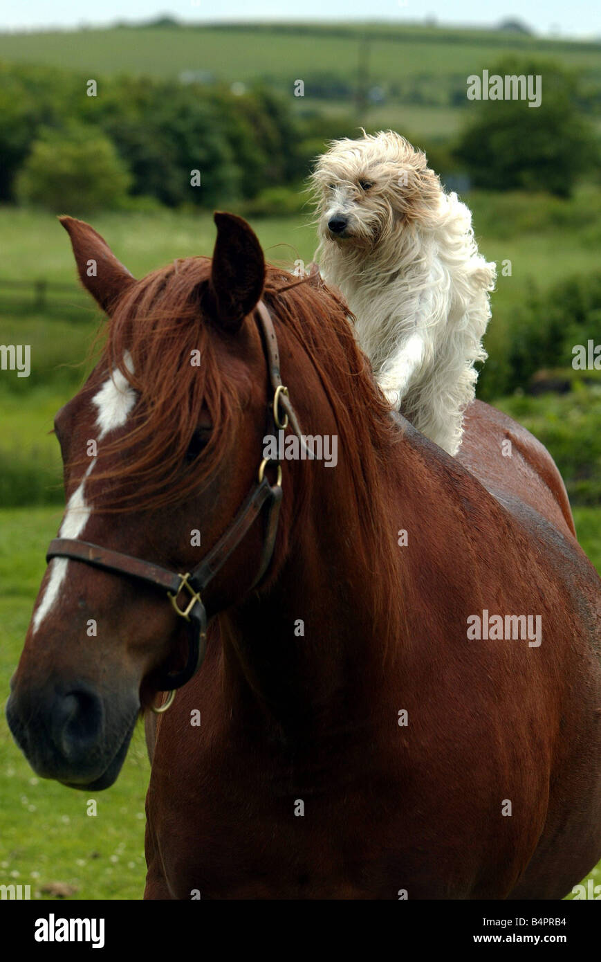 Dog A dog riding on the back of a horse Horseriding Stock Photo - Alamy