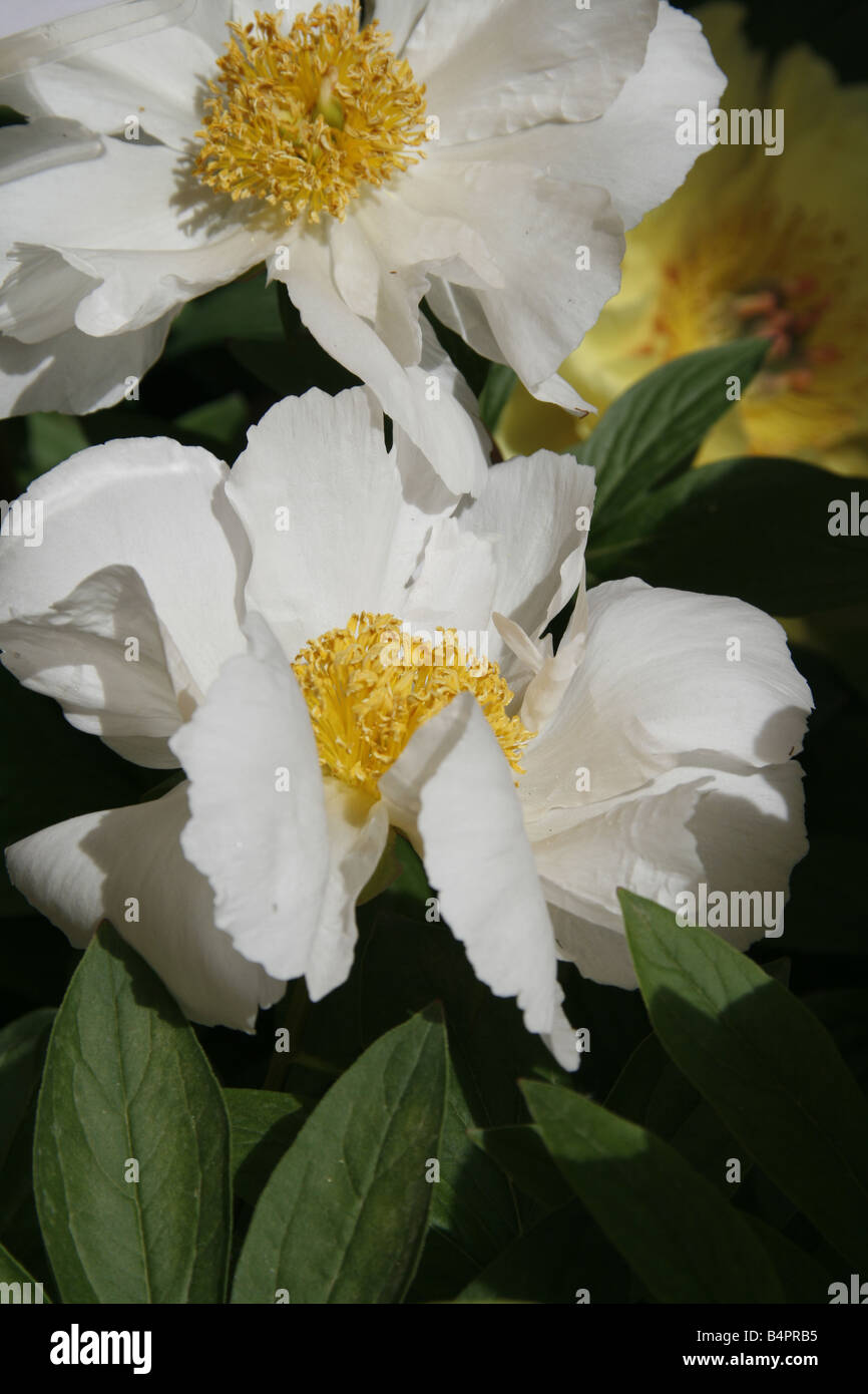detail of white peonia flower plant in garden Stock Photo - Alamy