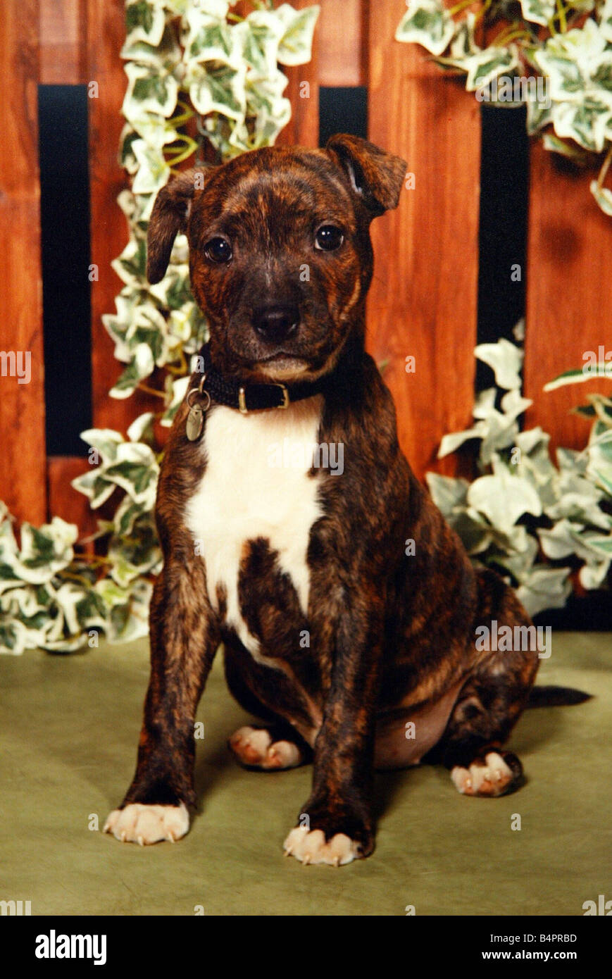 Dog Bull Terrier puppy Stock Photo - Alamy