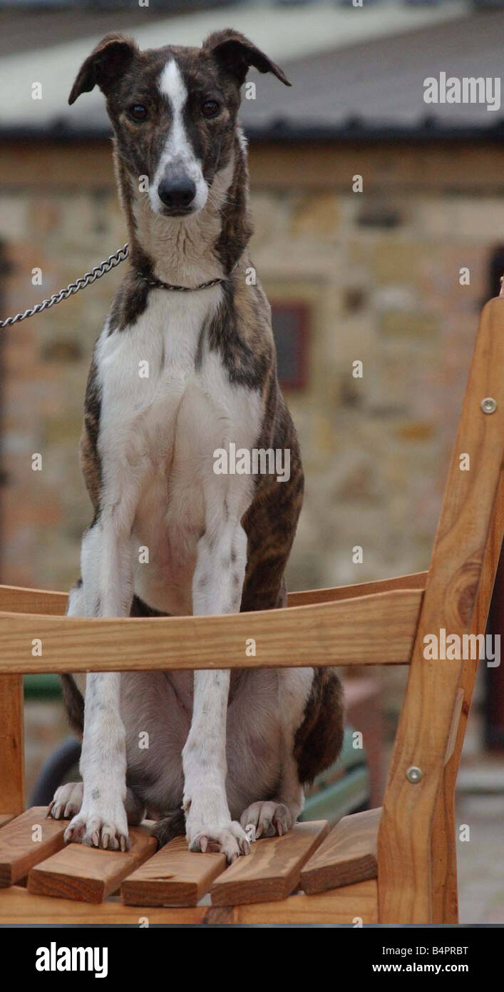 A dog sitting on a chair Stock Photo - Alamy
