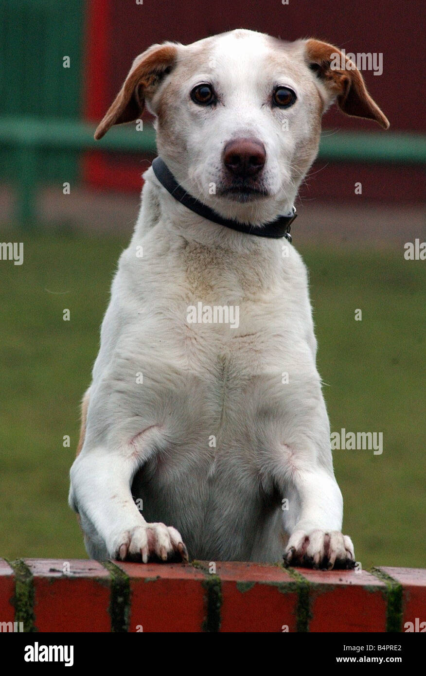 Dog shocked hi-res stock photography and images - Alamy