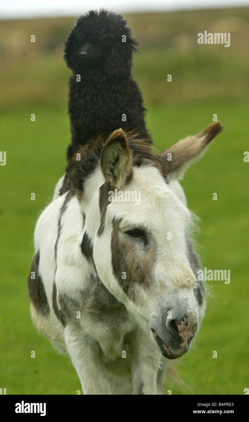 Dog A poodle rides on a donkey Stock Photo - Alamy