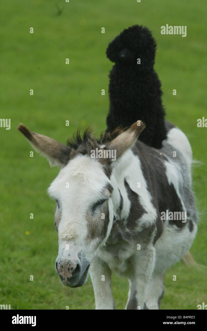 Dog A poodle rides on a donkey Stock Photo - Alamy