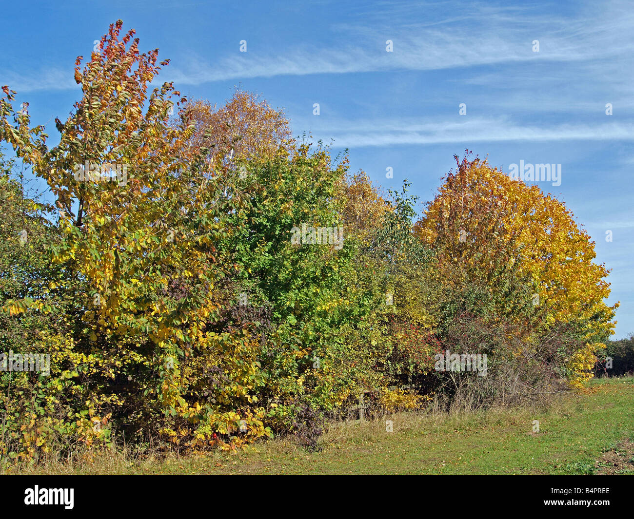 Trees in autumn leaf Stock Photo - Alamy
