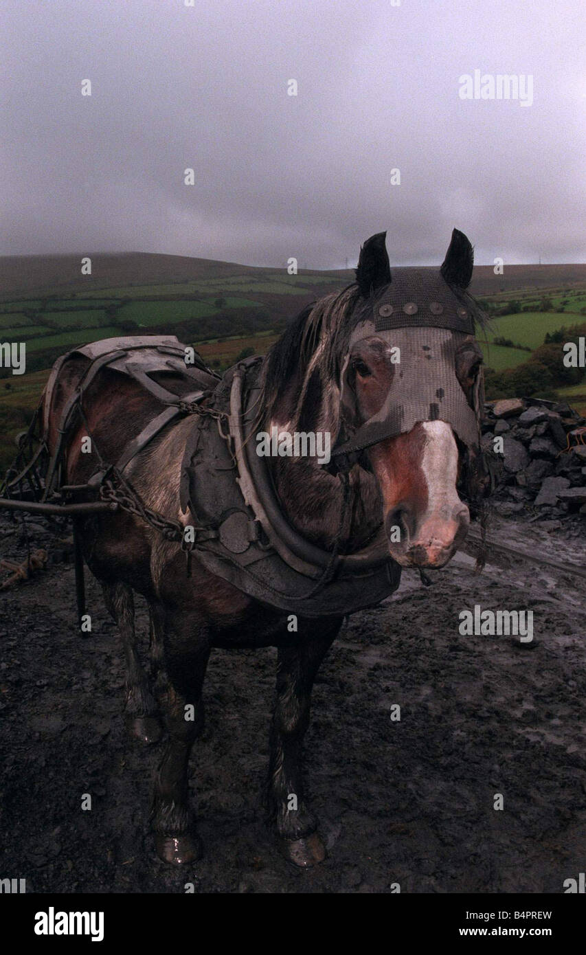 Pit pony hi-res stock photography and images - Alamy