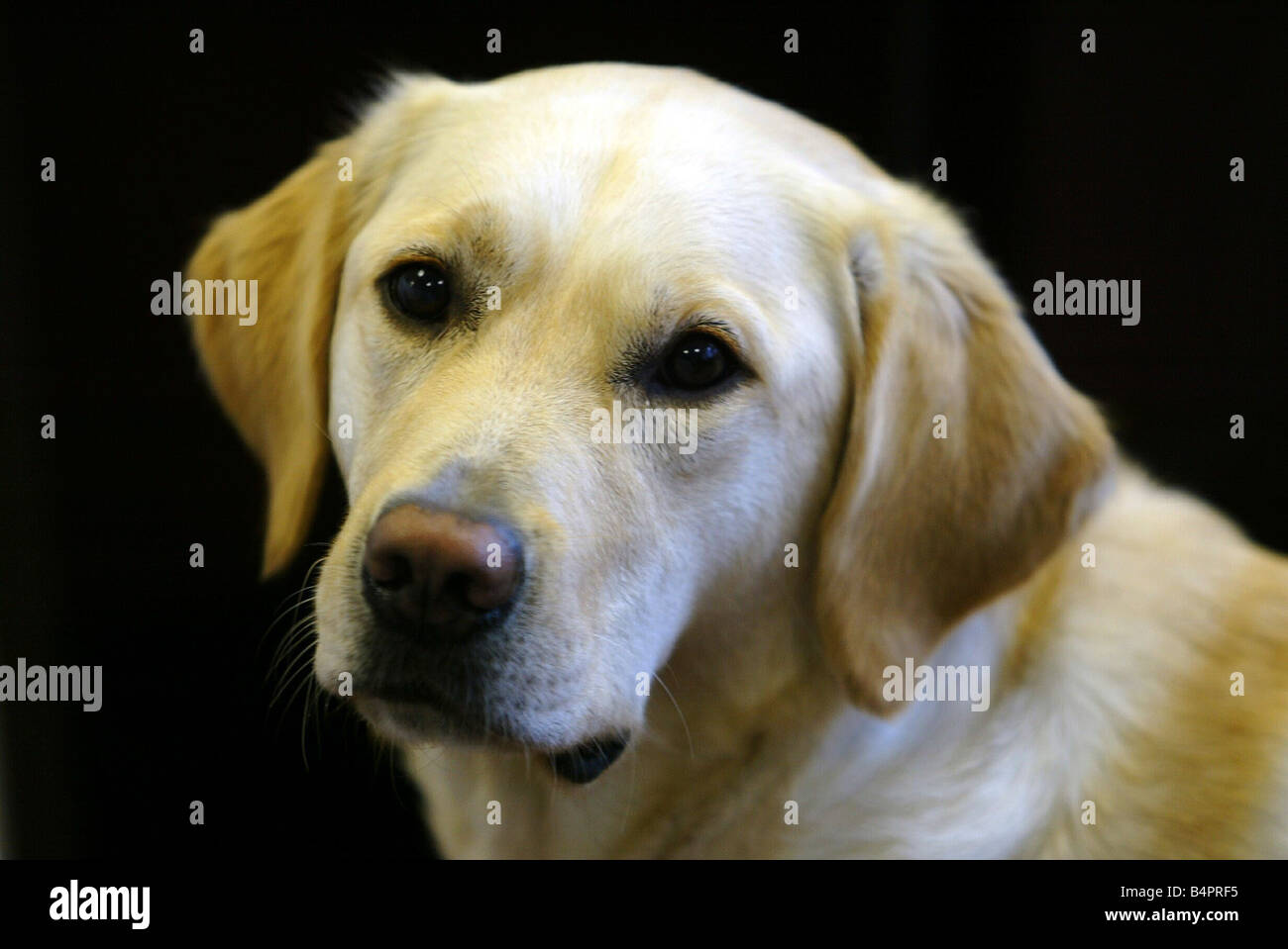 A Labrador Guide Dog Stock Photo - Alamy