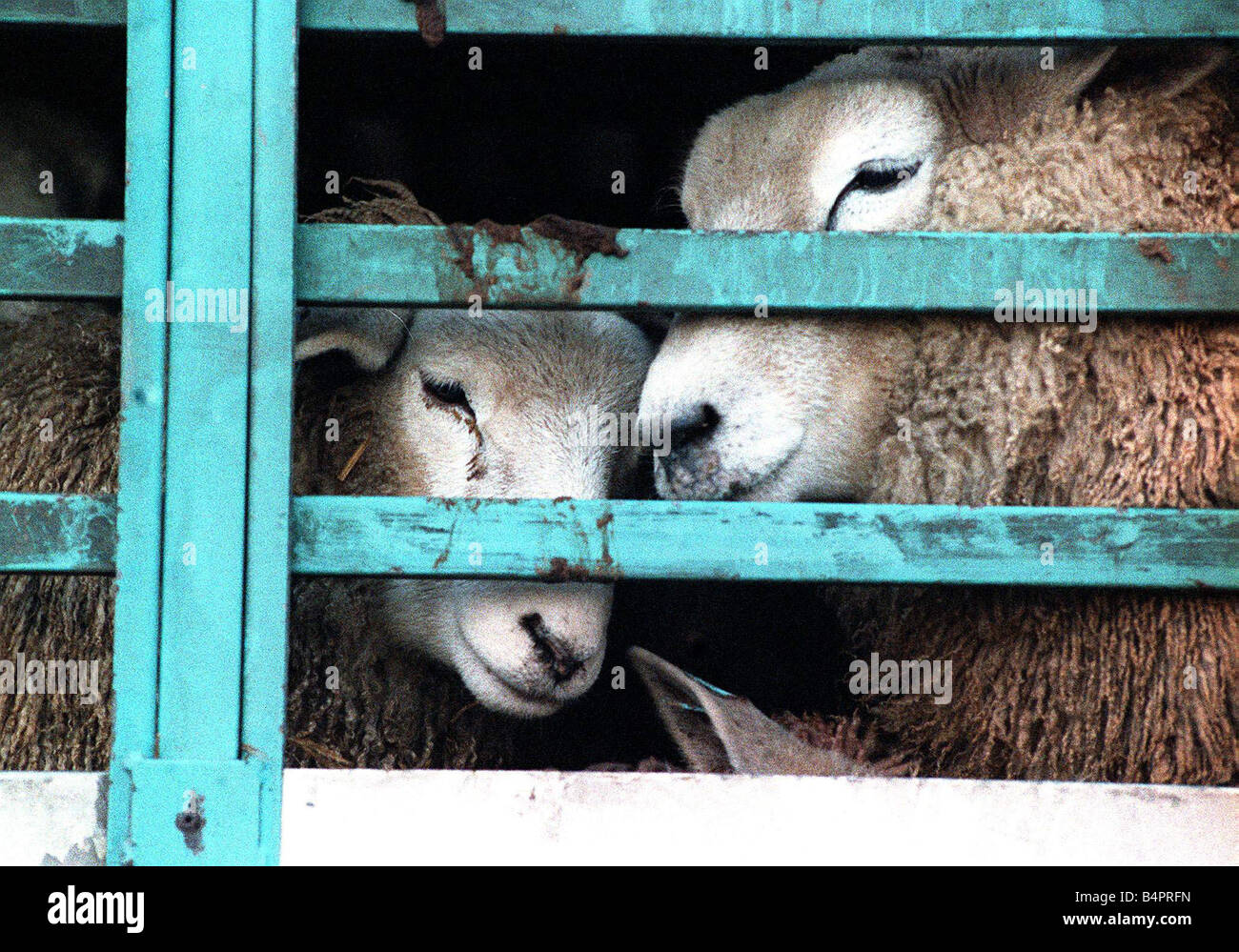 Sheep being loaded onto lorry container for exports December 1994 Stock ...