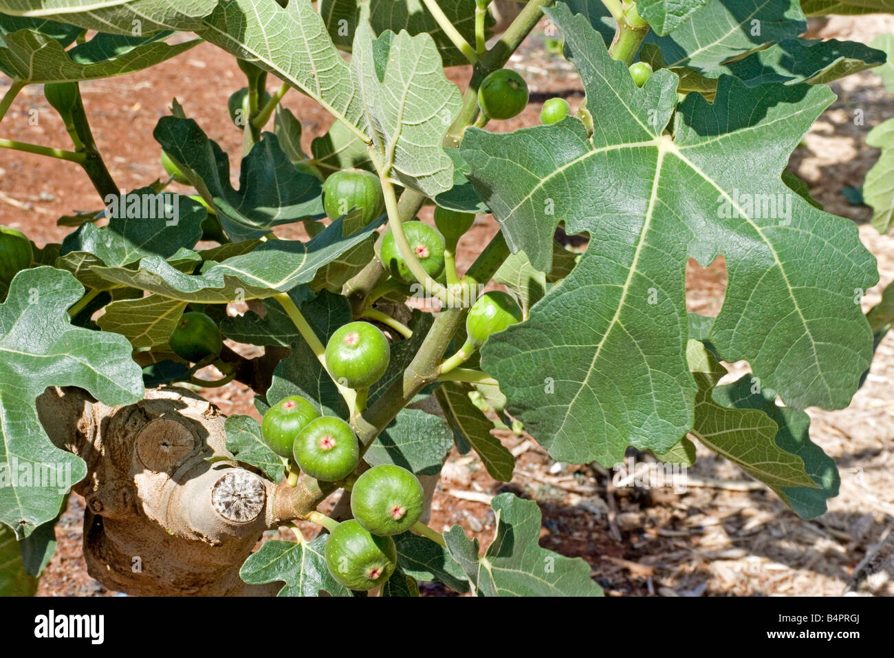 Summer orchard figs hi-res stock photography and images - Alamy