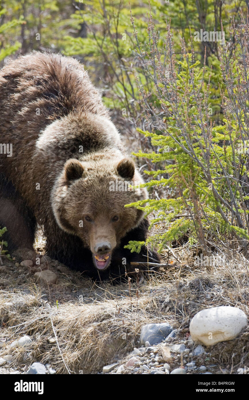 A grizzly bear in Banff National Park in Alberta Canada Stock Photo - Alamy