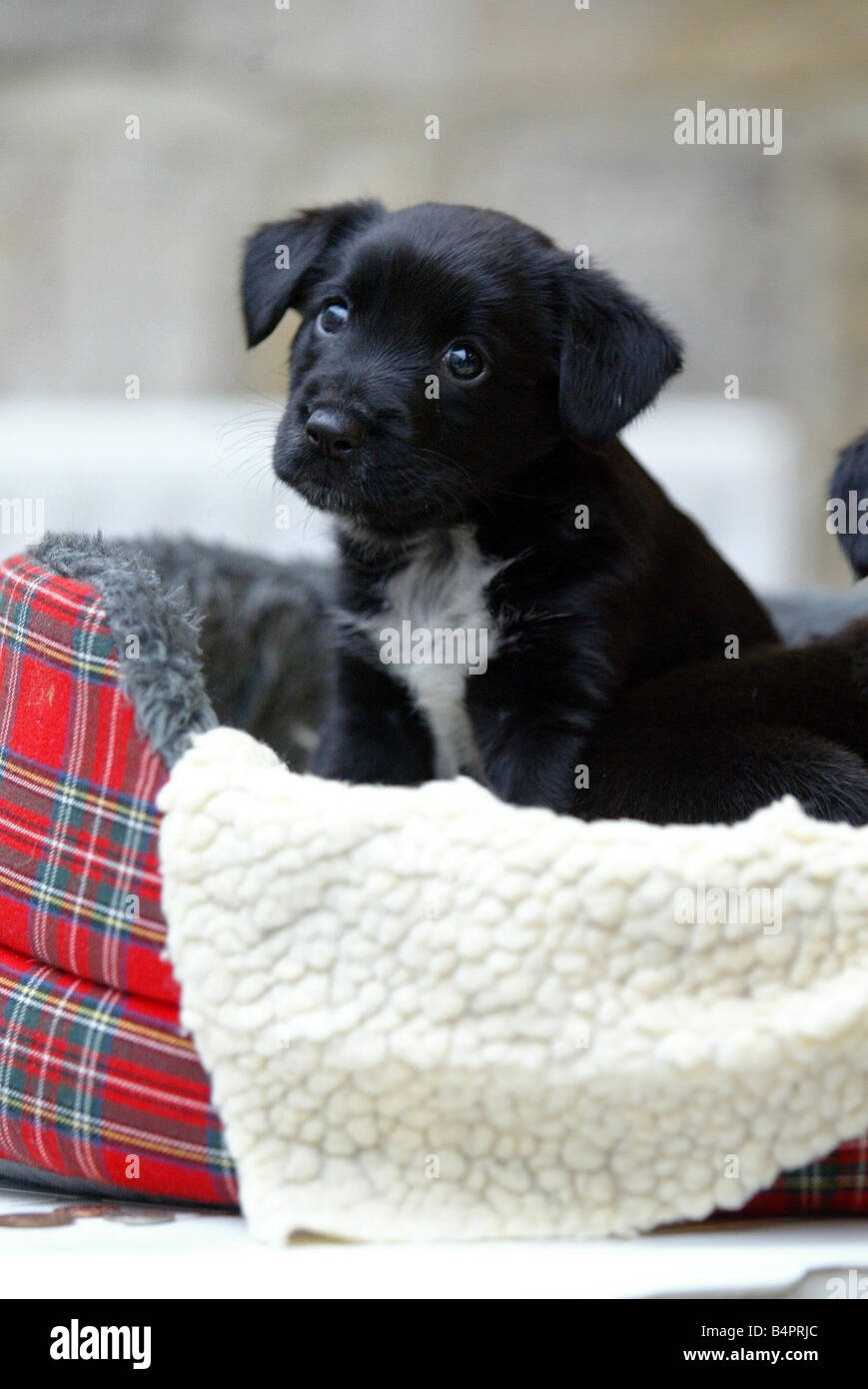 Mongrel puppy hi-res stock photography and images - Alamy