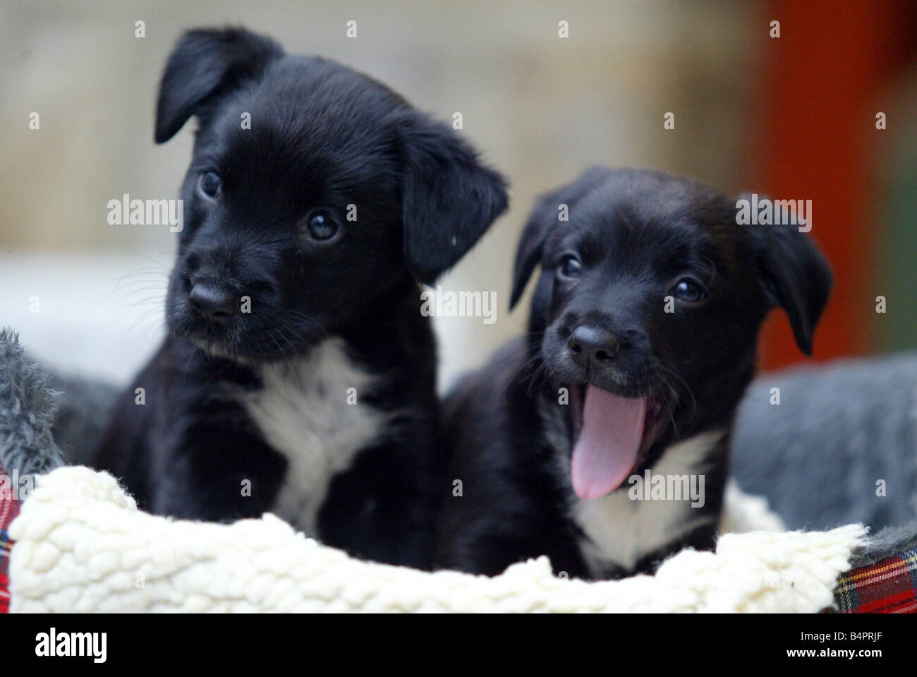 Dog A pair of cute puppies Stock Photo - Alamy