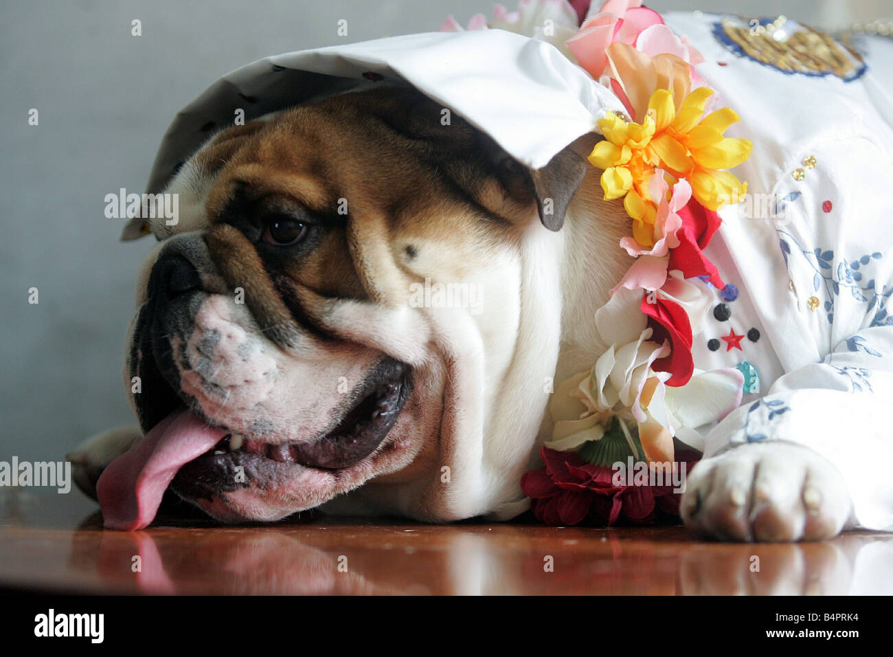 Elvis dog hi-res stock photography and images - Alamy