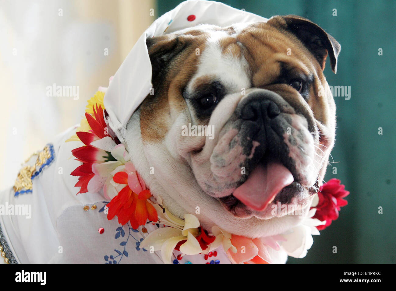 Elvis dog hi-res stock photography and images - Alamy