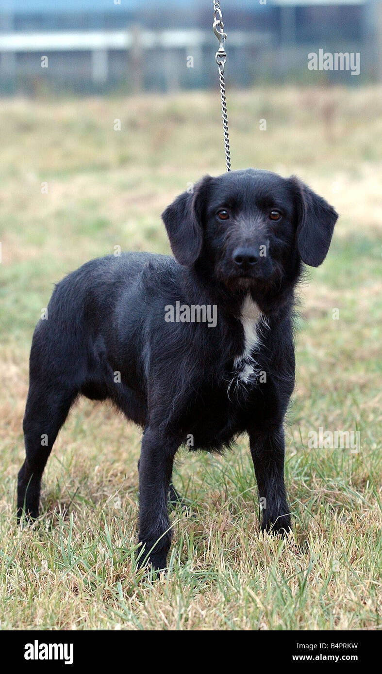 A Mongrel dog Stock Photo - Alamy