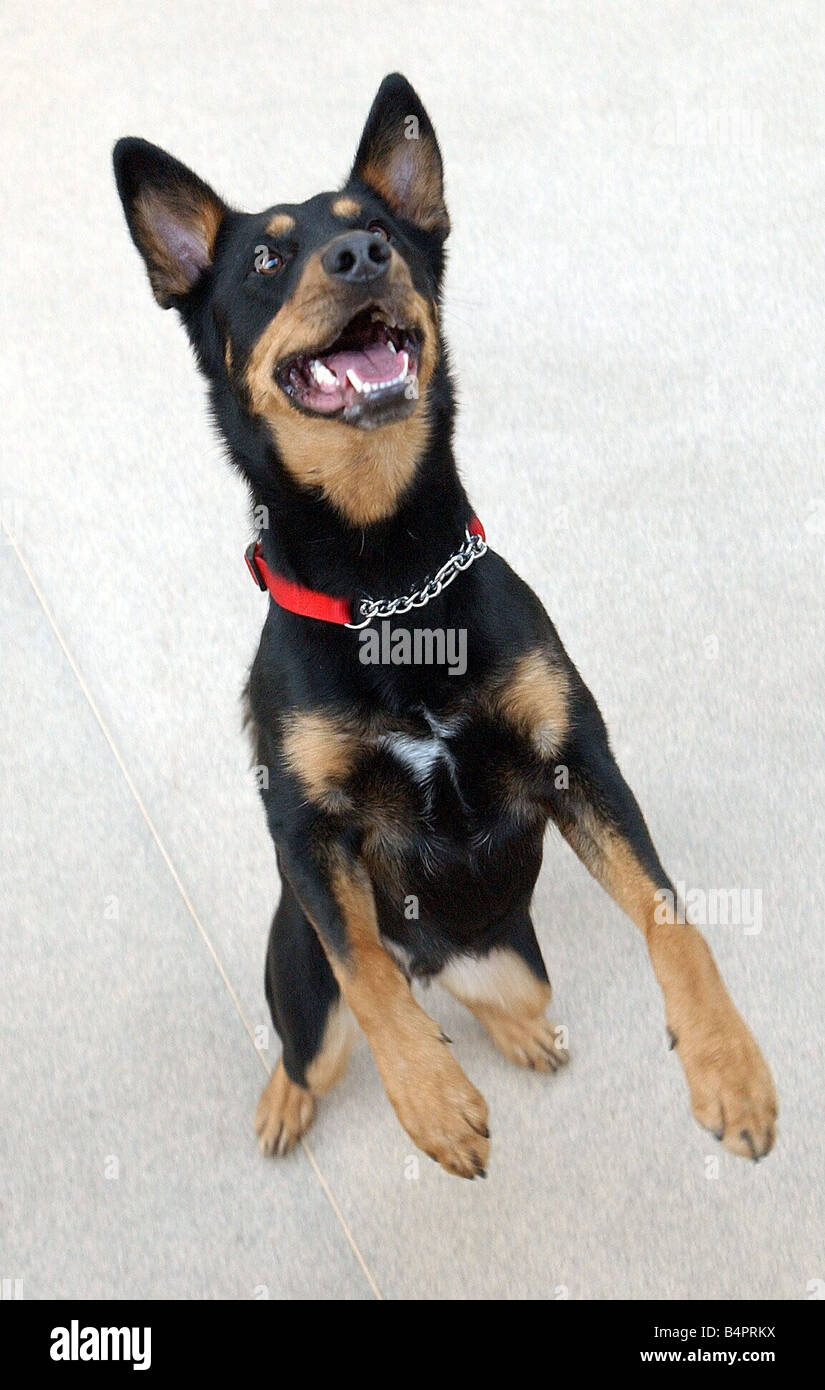 A German Shepherd puppy dog seen here dancing Stock Photo - Alamy