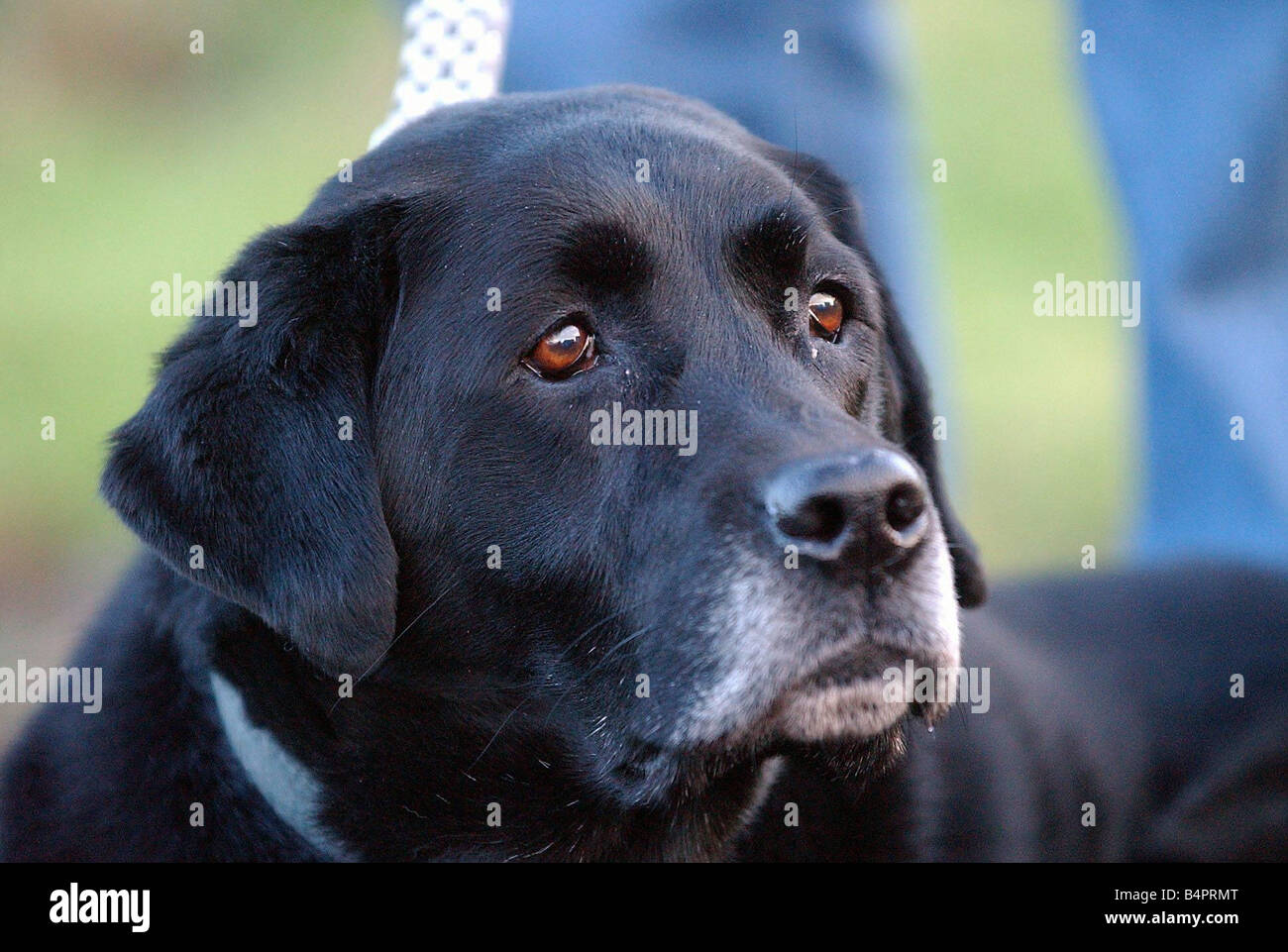 An old labrador dog looking sad circa 2000 Stock Photo - Alamy