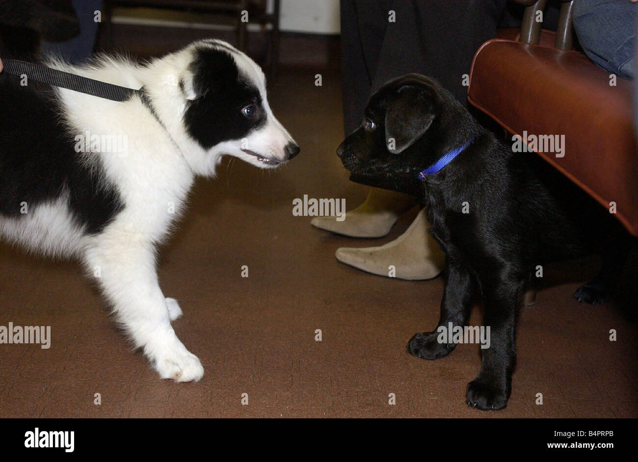 A pair of puppies squaring up to one another circa 2000 Stock Photo - Alamy