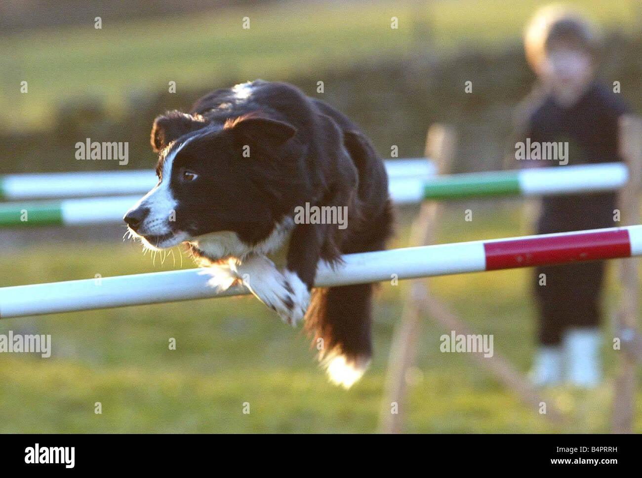 A sheep dog running and jumping around an obstacle course circa 2000 ...