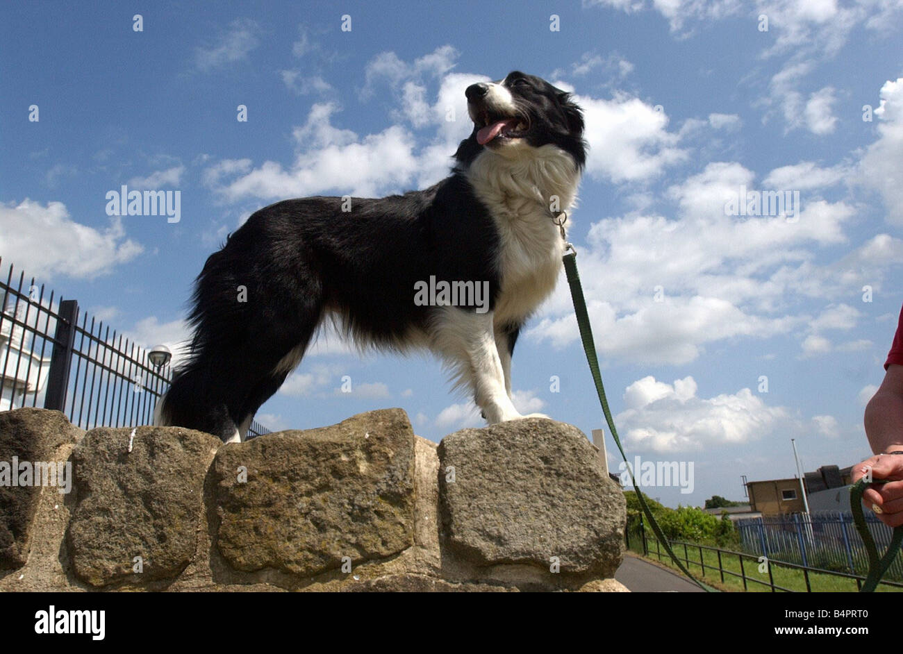 Dog with sheep hi-res stock photography and images - Alamy