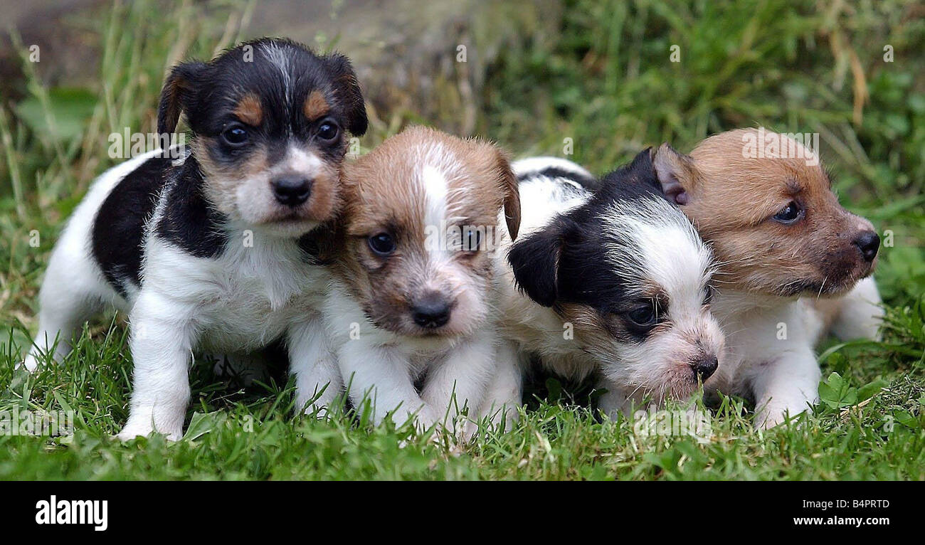 Four puppies bunch together looking frightened circa 2000 Stock Photo ...