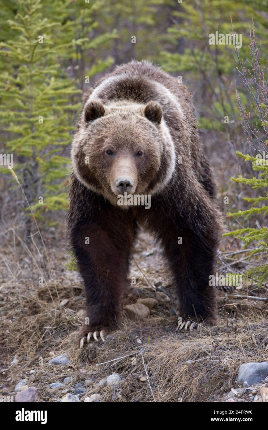 A grizzly bear in Banff National Park in Alberta Canada Stock Photo - Alamy