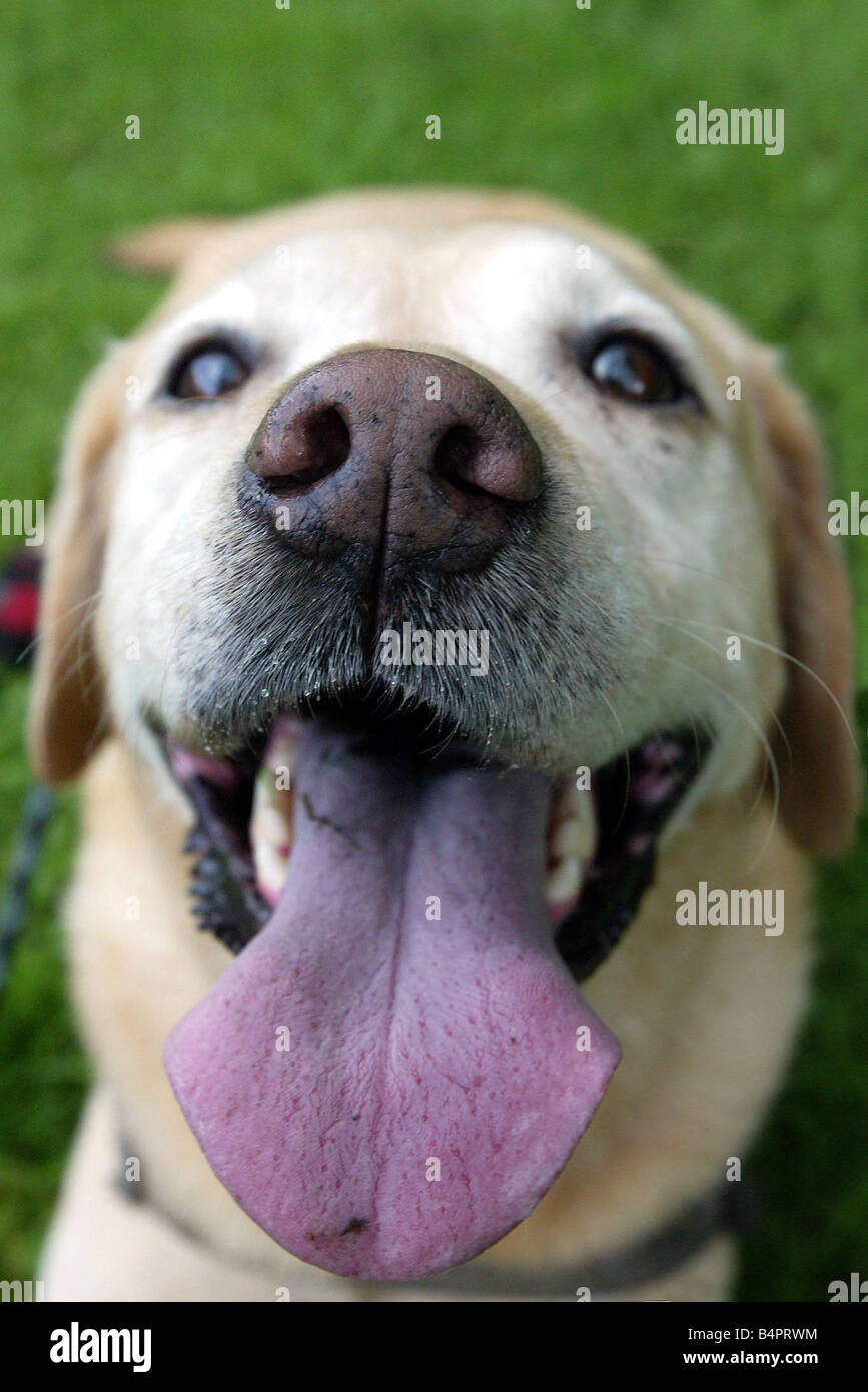 A labrador gets up close to the camera with his tongue out circa 2000 ...
