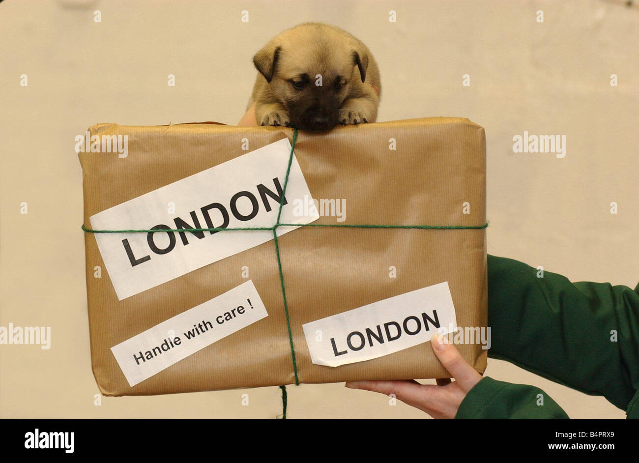 A puppy on top of a parcel circa 2000 Stock Photo - Alamy