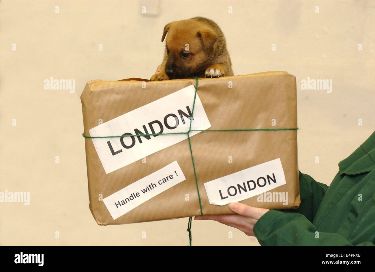 A puppy on top of a parcel circa 2000 Stock Photo - Alamy