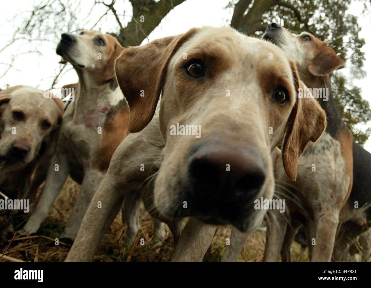 A pack of hunting dogs circa 2000 Stock Photo - Alamy