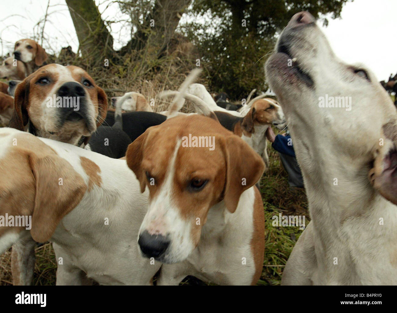 Hunting dogs hunting hi-res stock photography and images - Alamy
