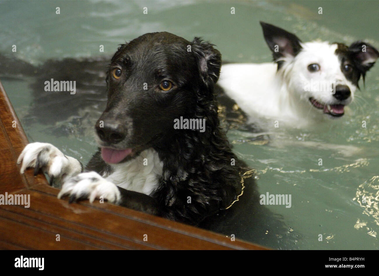 Two dogs enjoying a swim circa 2000 Stock Photo - Alamy