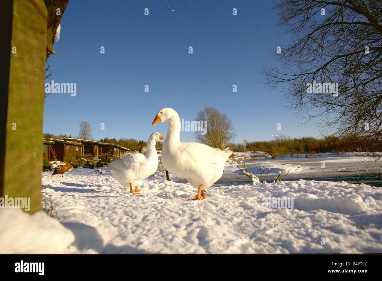 Geese in the snow circa 2000 Stock Photo - Alamy