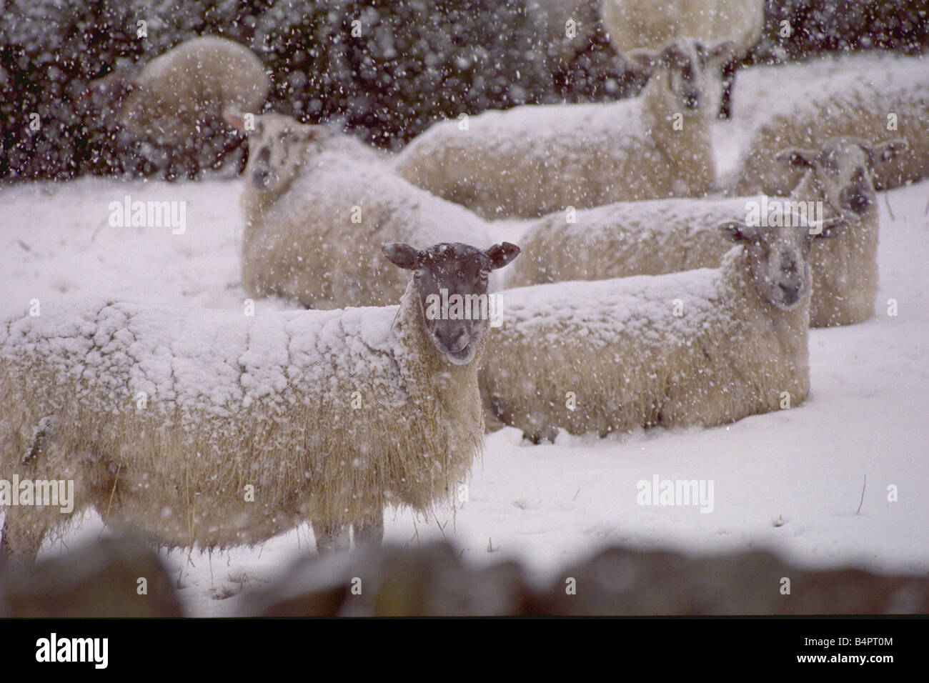 Sheep in the snow circa 2000 Stock Photo - Alamy